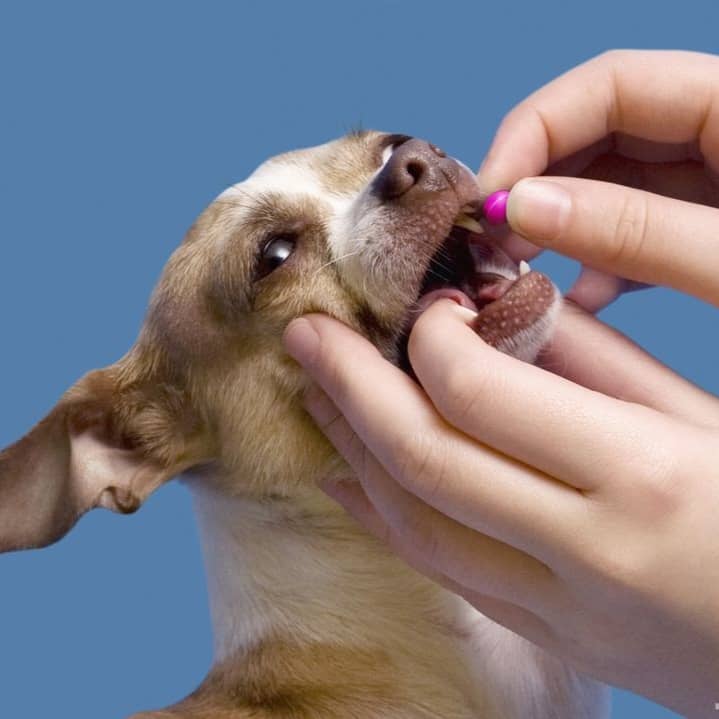 قرص ضد انگل سگ و گربه یوروپت - پت شاپ لوسی شهر ری